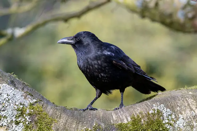 The Spiritual Meaning of Number of Crows (1 to 10 Crows!)