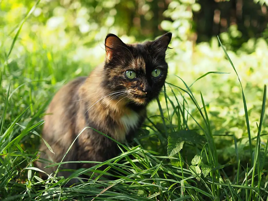 Spiritual Meaning of Tortoiseshell Cats