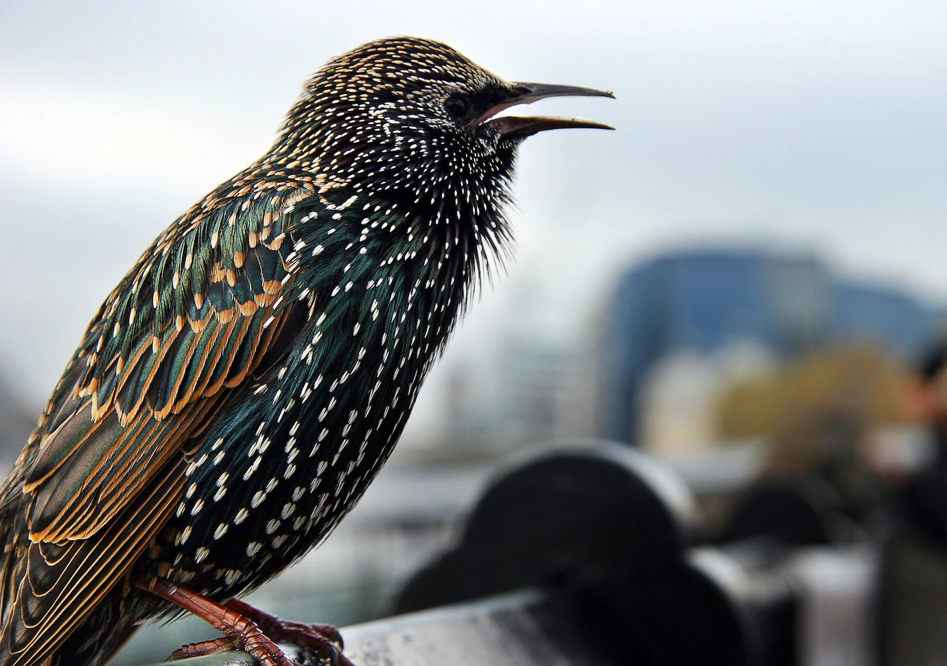 European Starling Spiritual Meaning & Symbolism