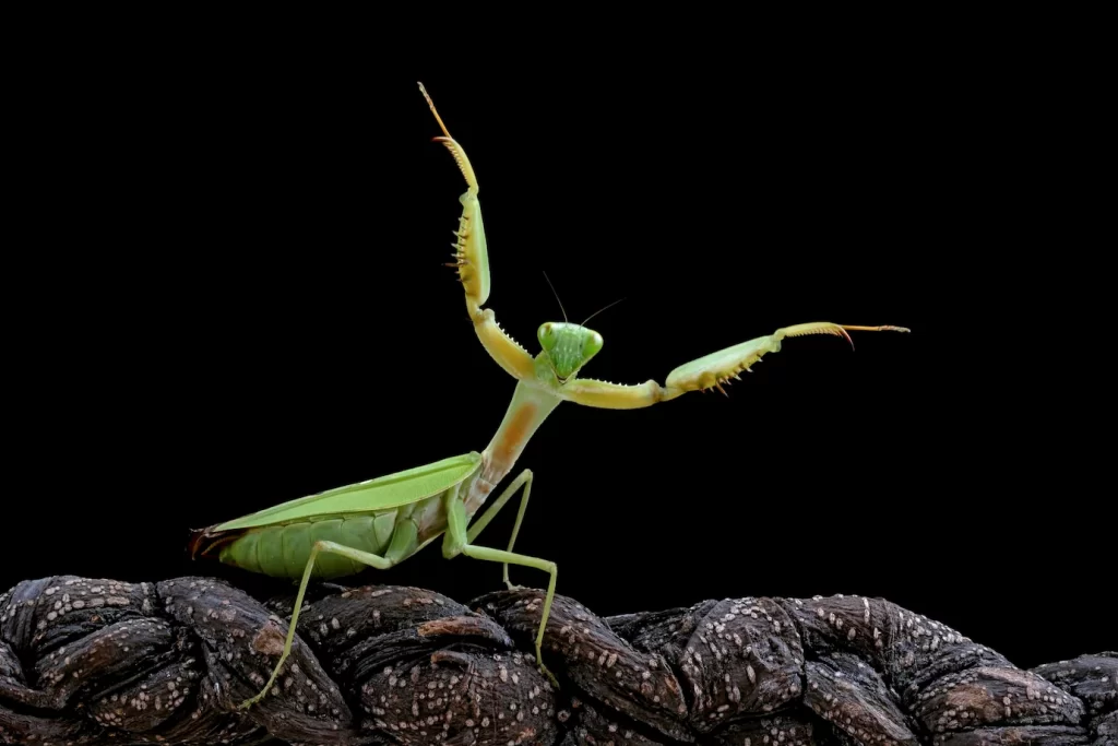 Brown & Green Praying Mantis Spiritual Meaning & Symbolism