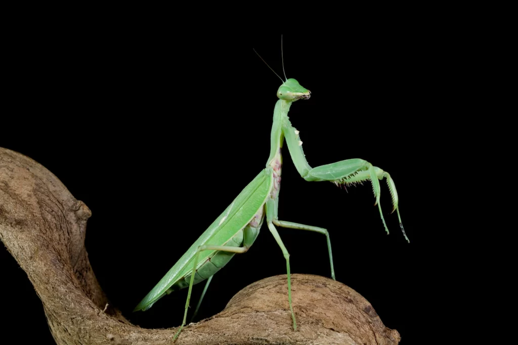 Brown & Green Praying Mantis Spiritual Meaning & Symbolism