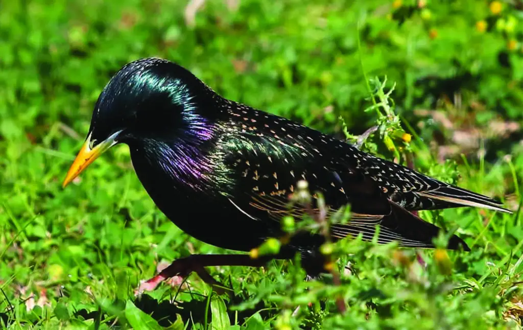 European Starling Spiritual Meaning & Symbolism